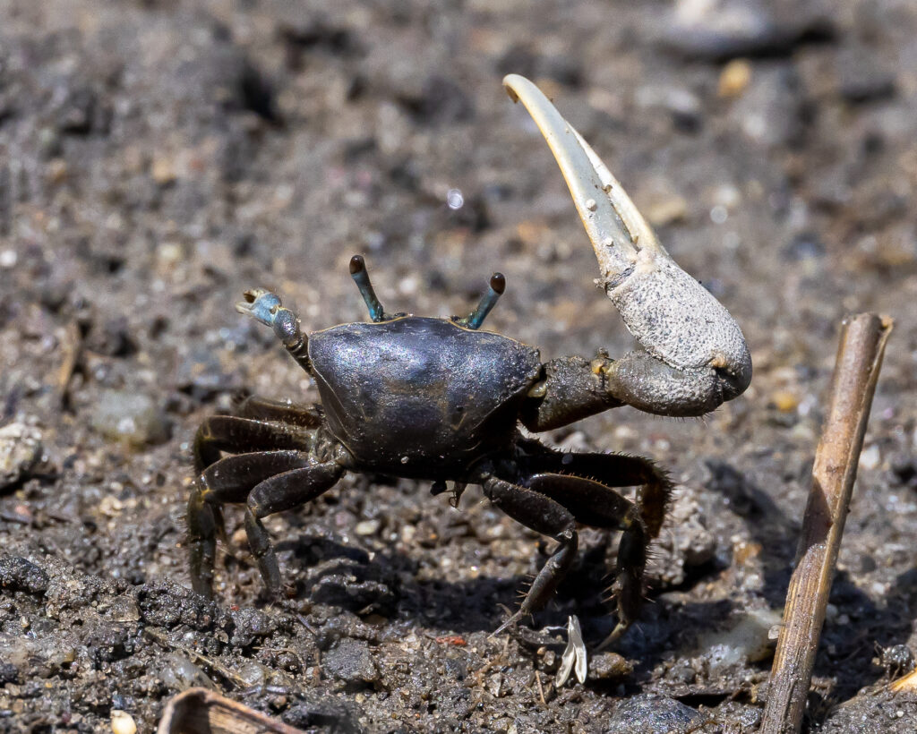 Fiddler Crabs - Marjorie Melnick