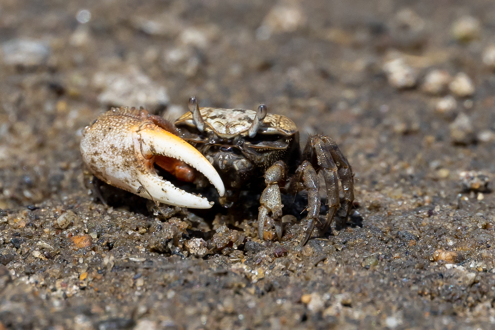 Fiddler Crabs - Marjorie Melnick
