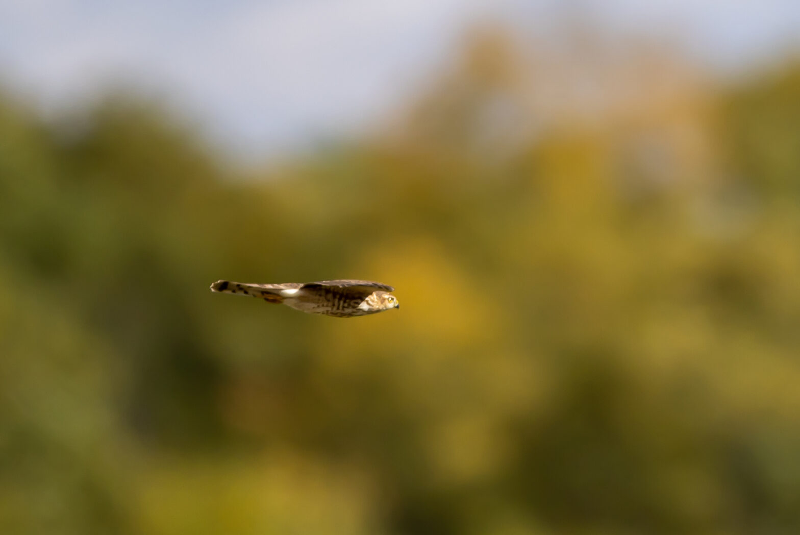Raptors in the sky » Marjorie Melnick