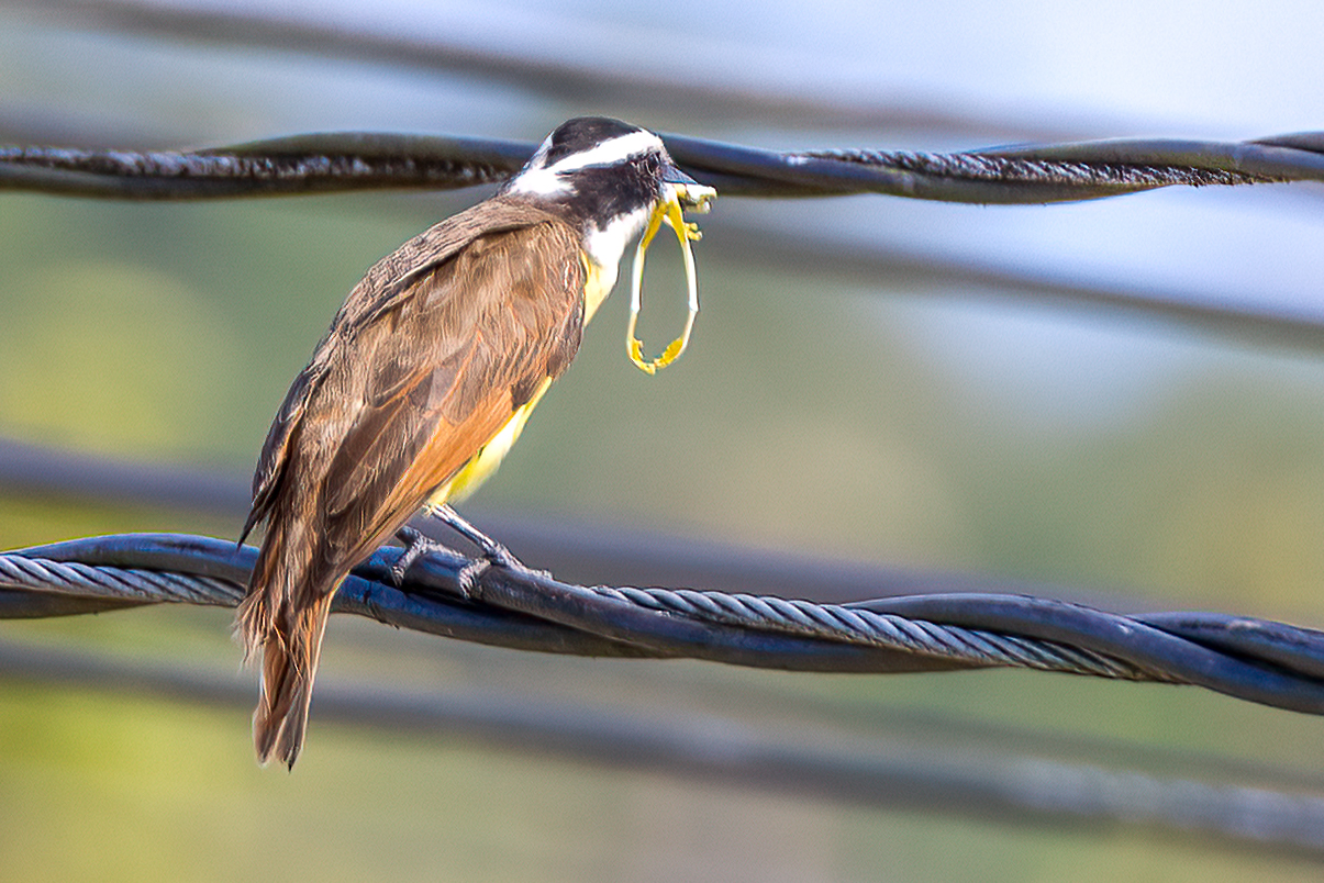 Heading to the Osa Peninsula - Marjorie Melnick