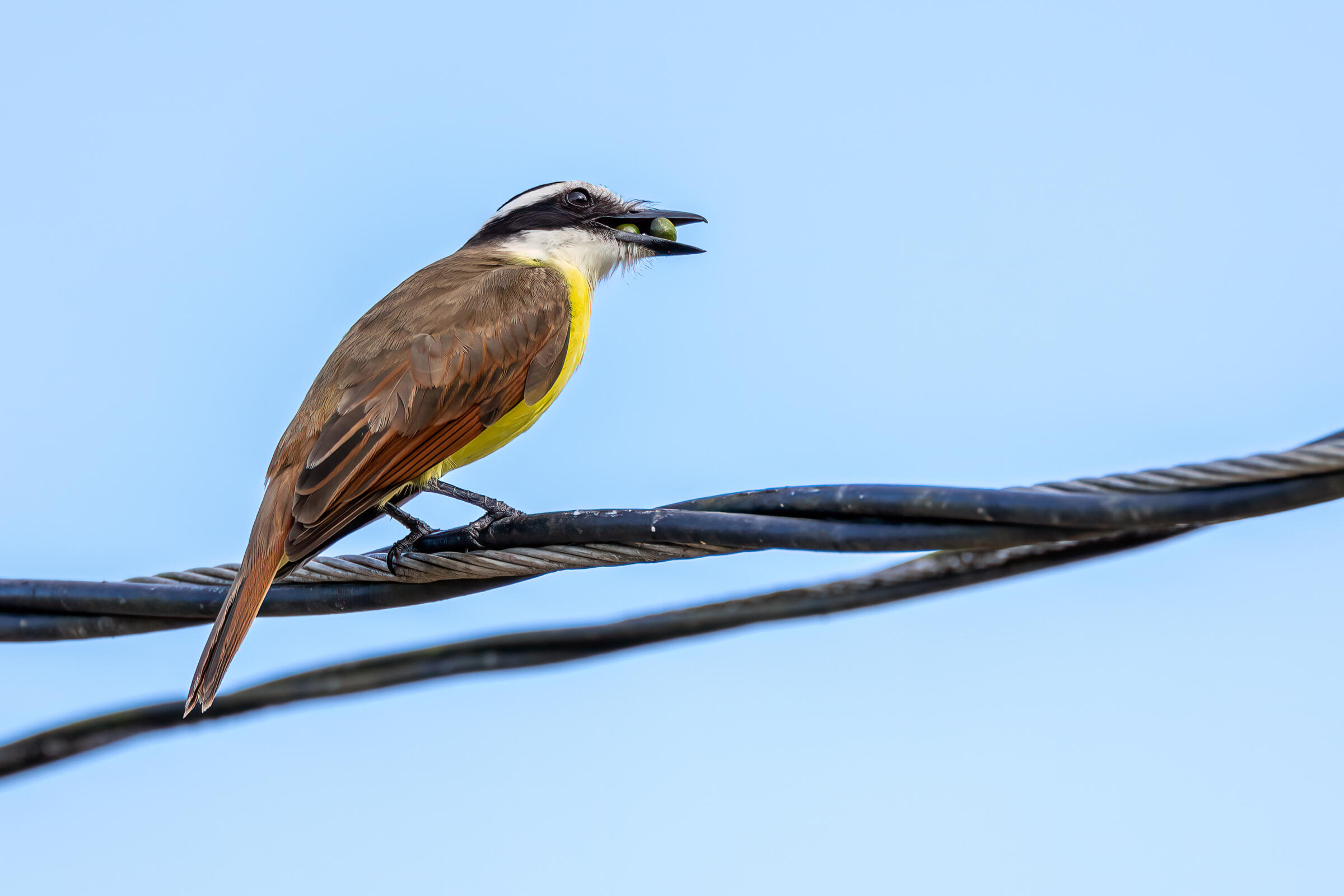 Heading to the Osa Peninsula - Marjorie Melnick