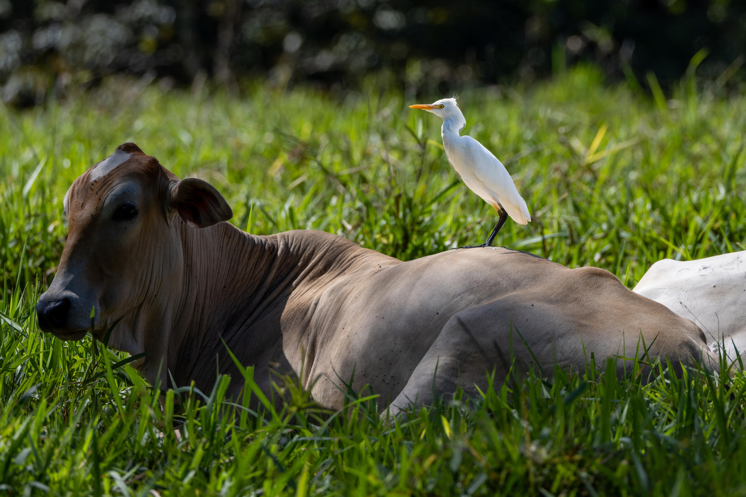 Heading to the Osa Peninsula - Marjorie Melnick