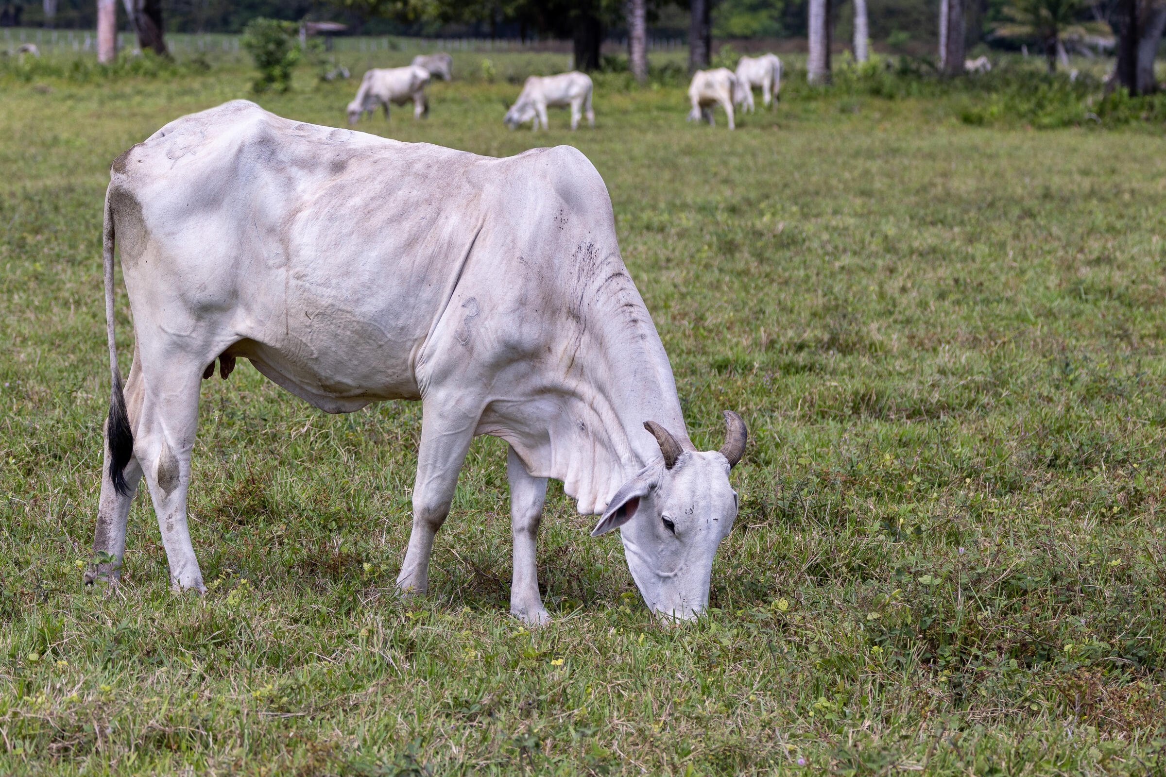 Heading to the Osa Peninsula - Marjorie Melnick