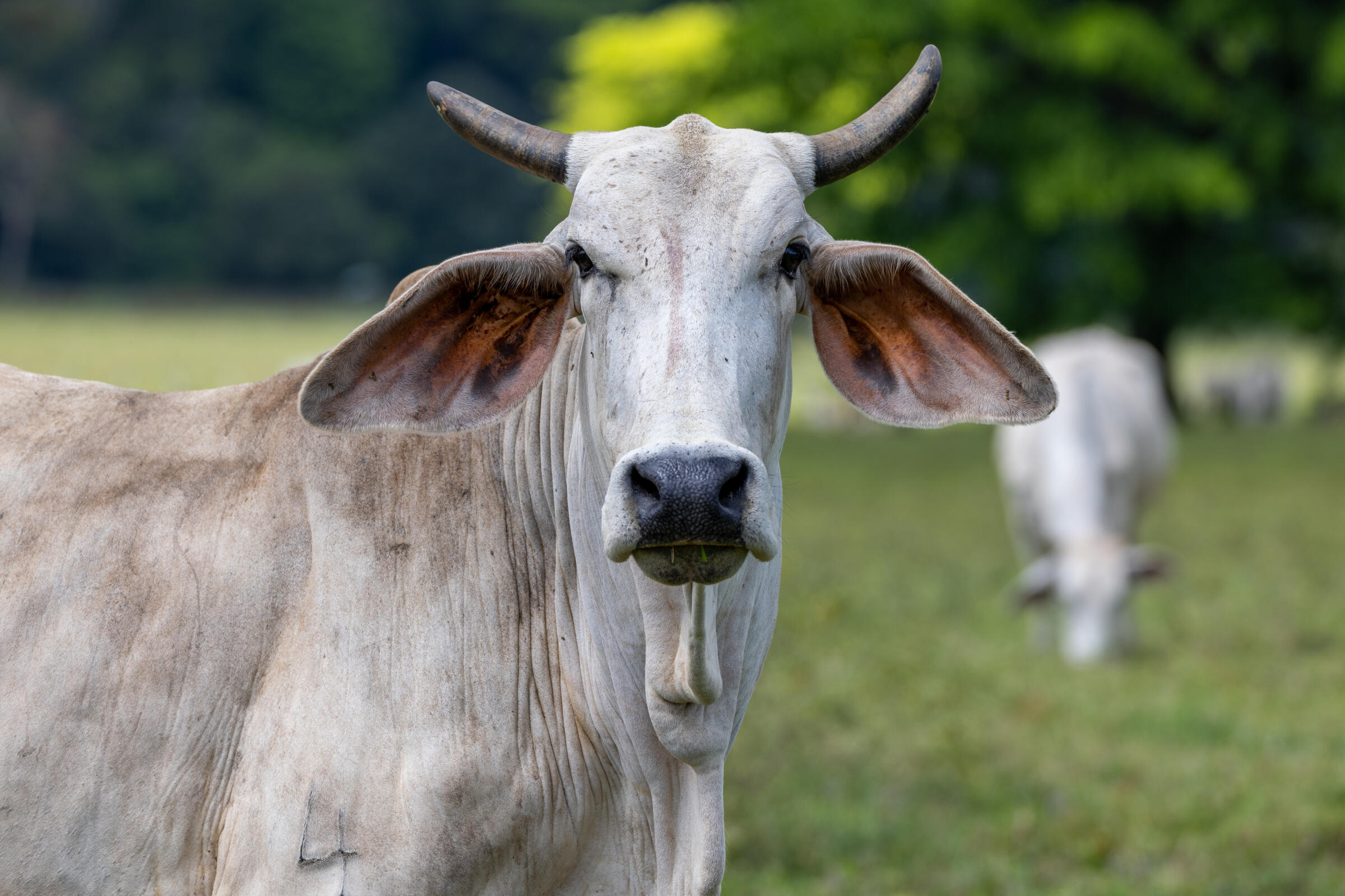 Heading to the Osa Peninsula - Marjorie Melnick