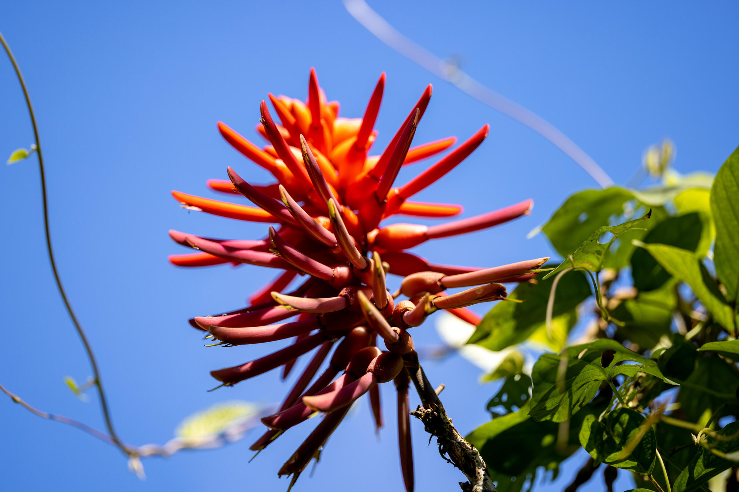 Day 2 on the Osa Peninsula - Marjorie Melnick